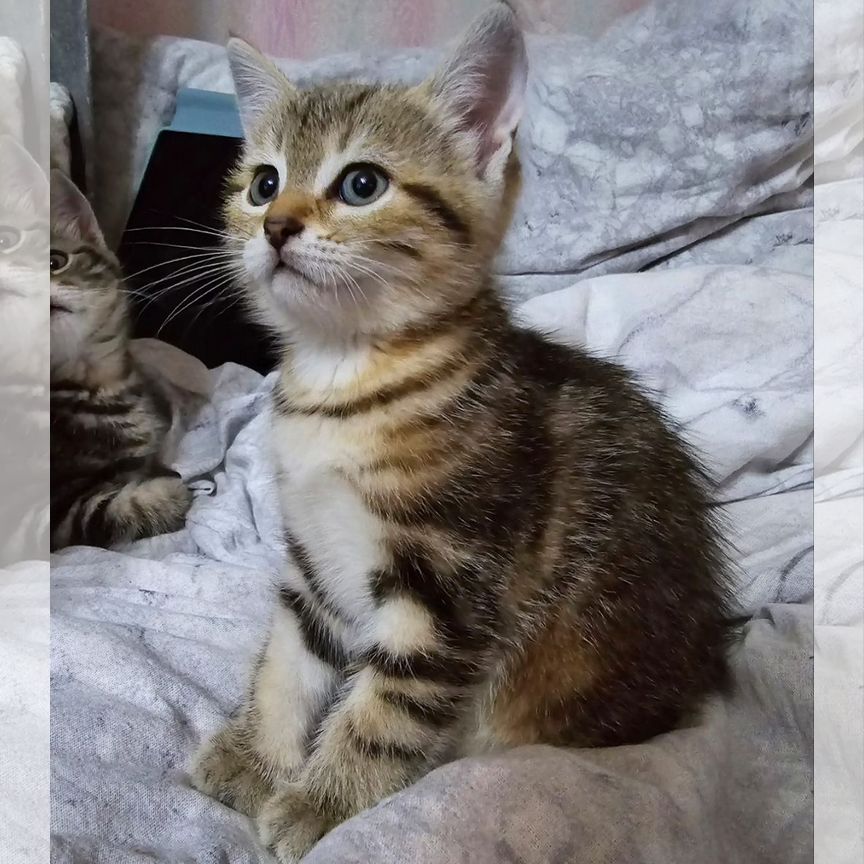 Котенок