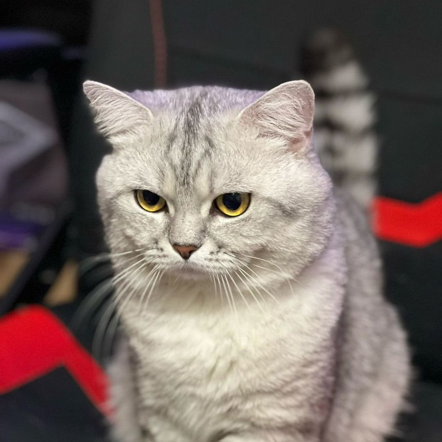 Кот в добрые руки бесплатно