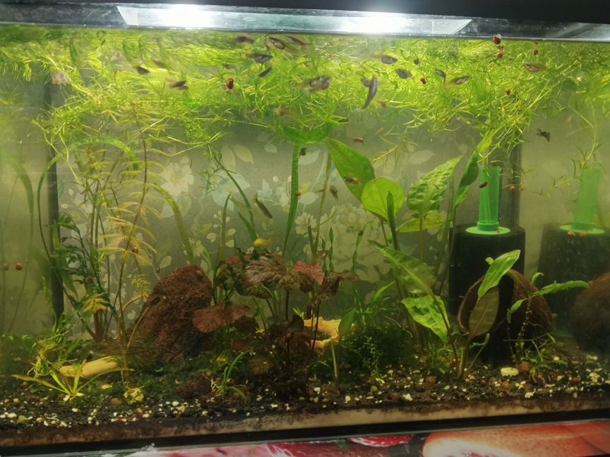 Аквариумные растения