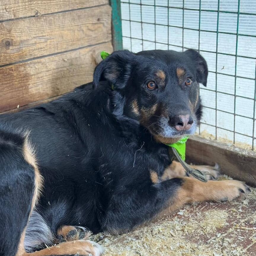 Собака в добрые руки