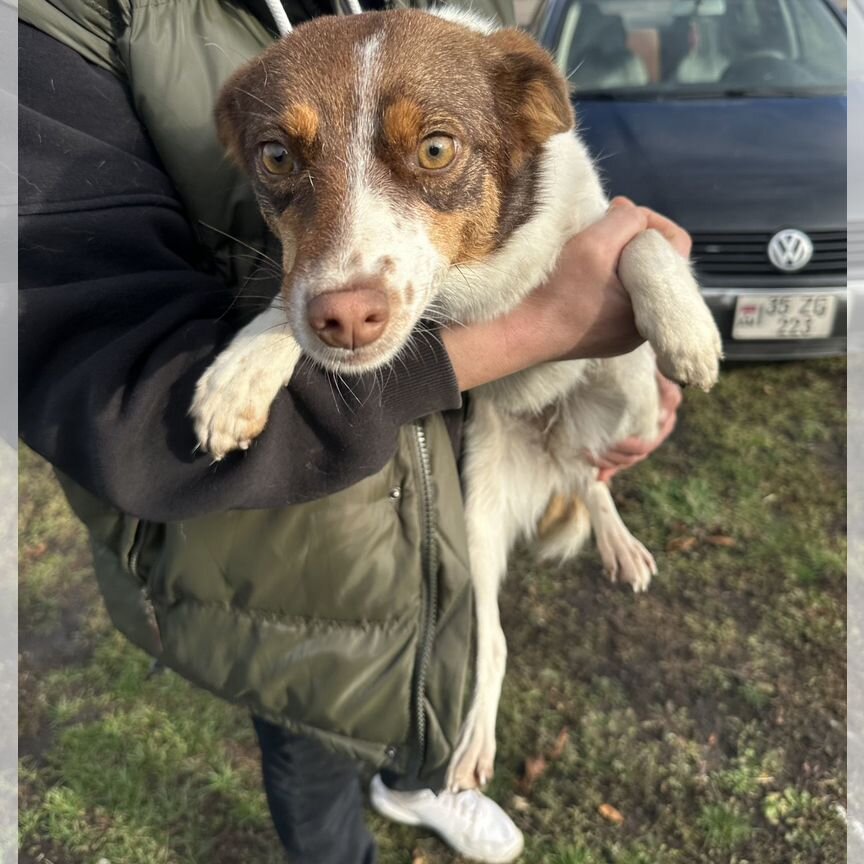 Щенок в добрые руки