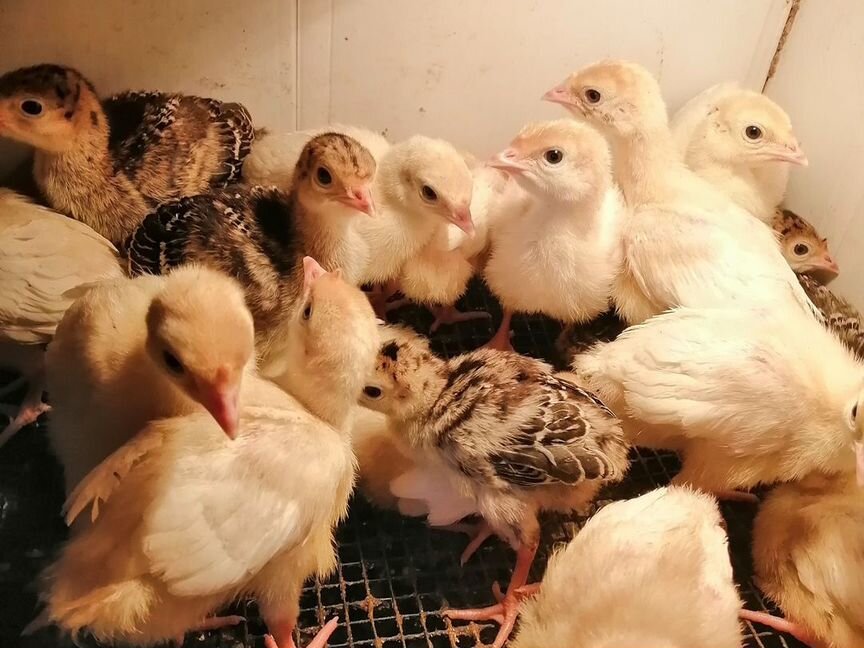 Продам индюшат