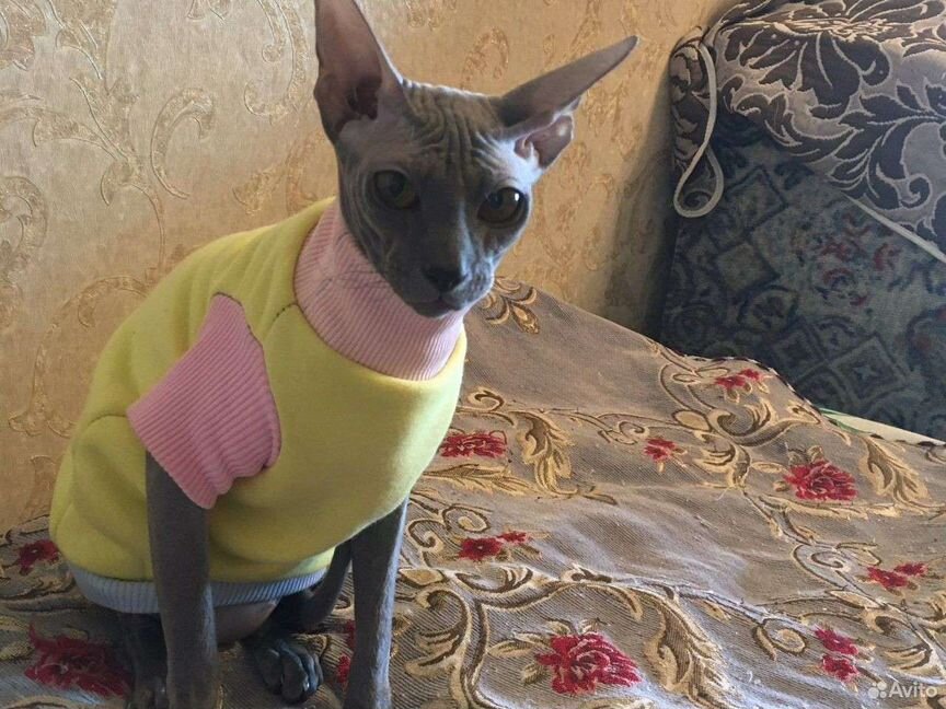 Одежда для кошек