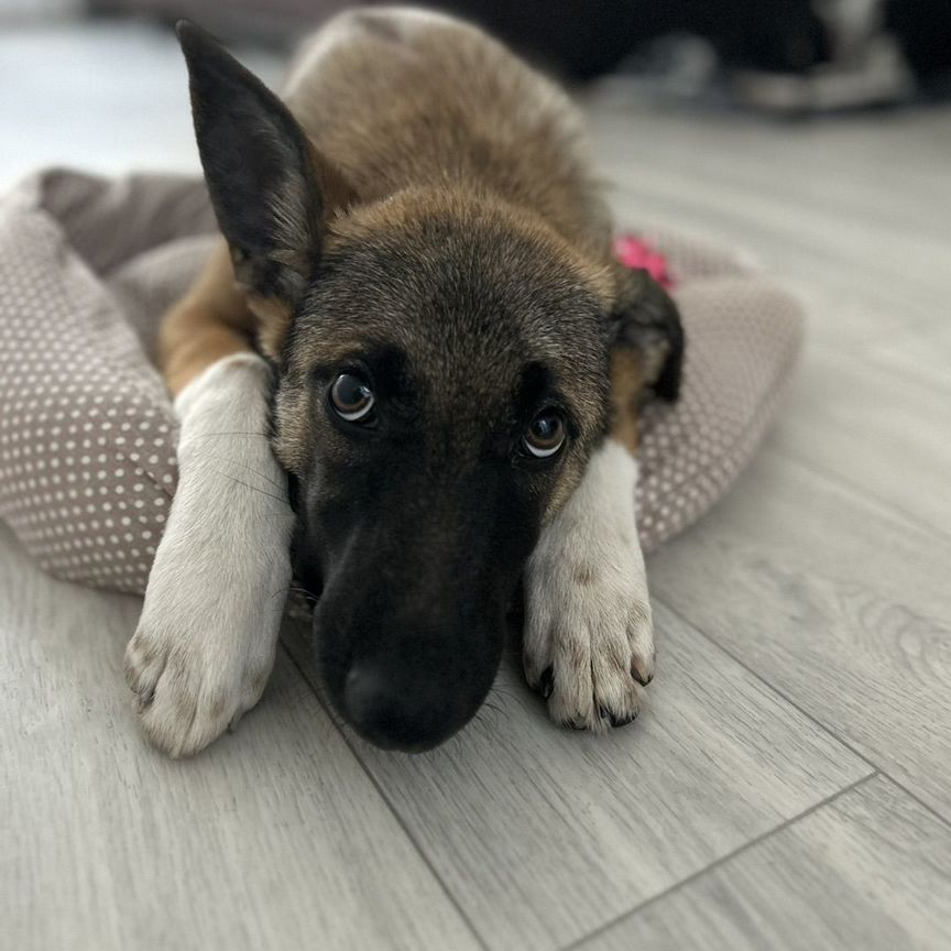 Маленький щенок в добрые руки