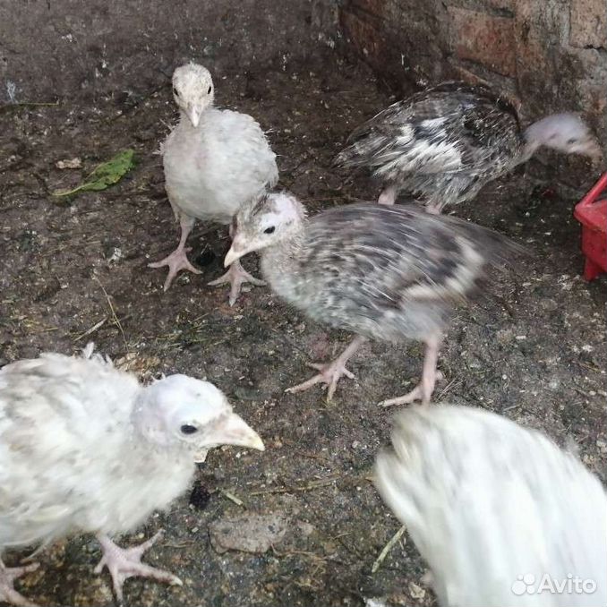 Индюшата степные