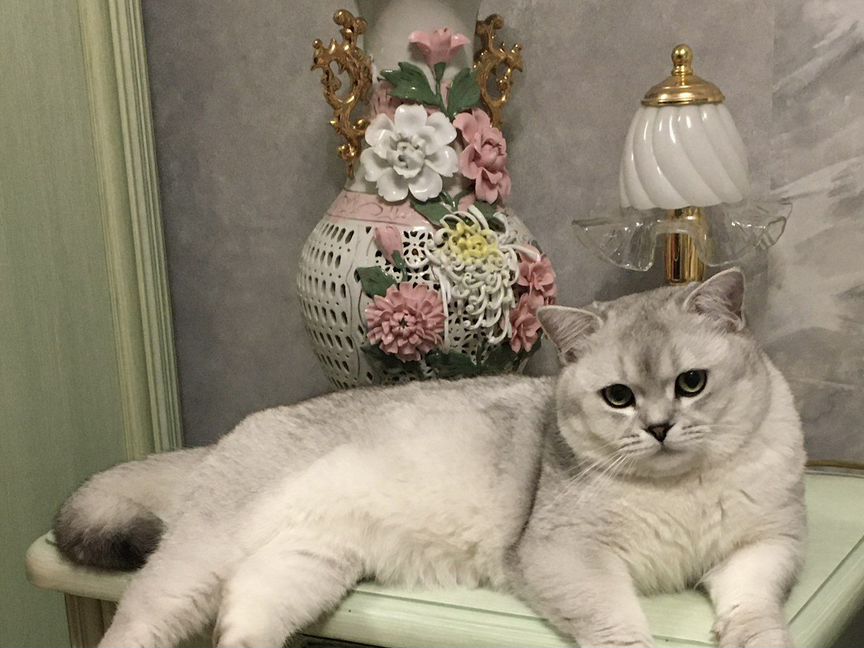 Котик вязка