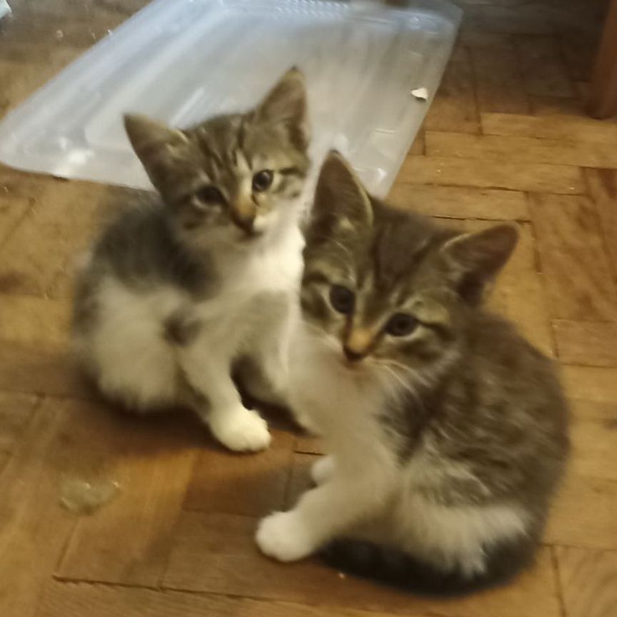 Котята от домашней кошки