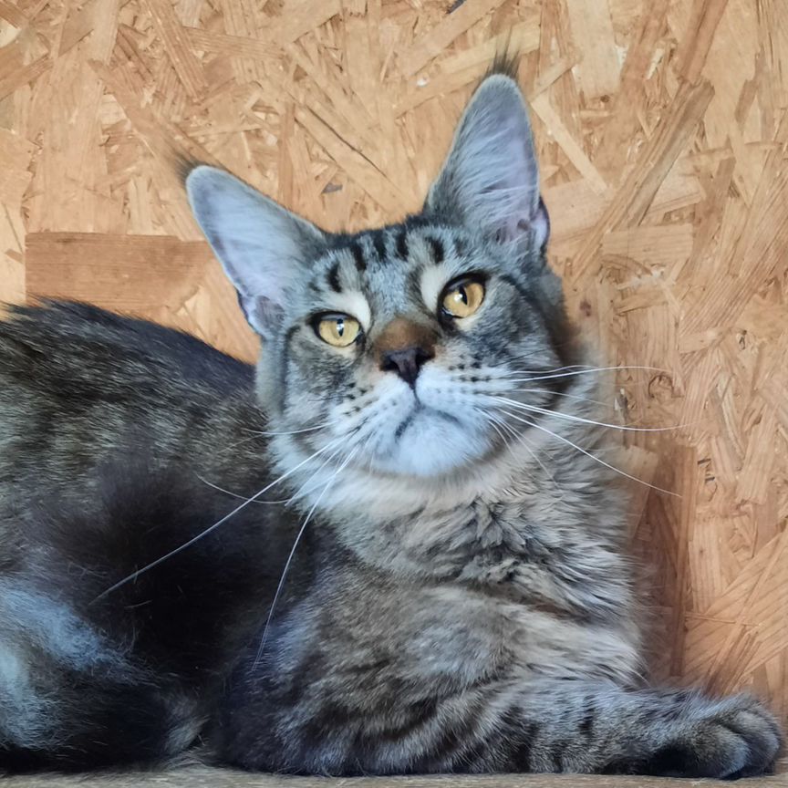 Огромная кошка в любимцы