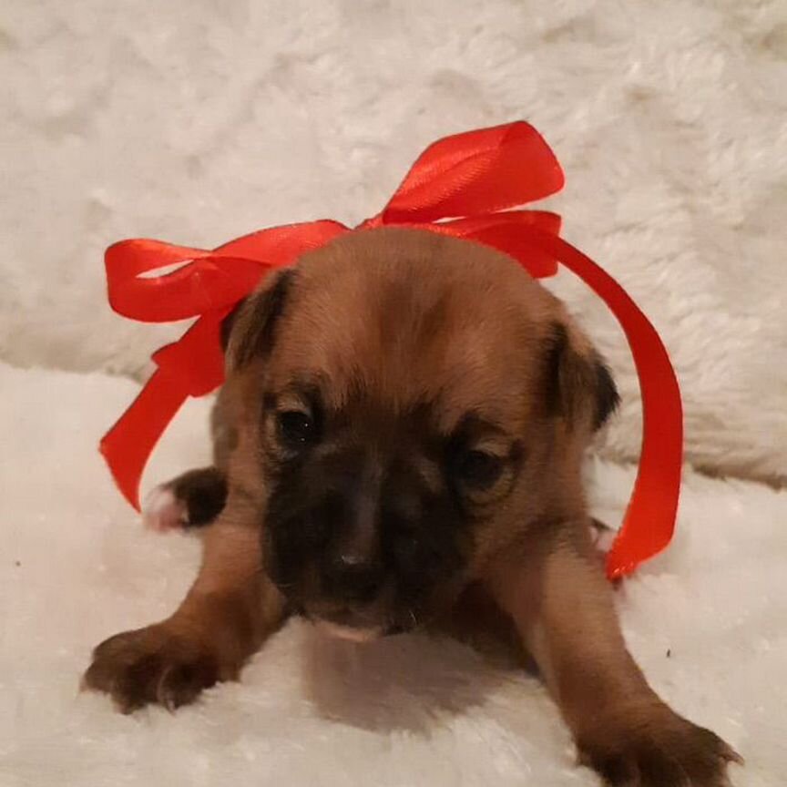 Джек рассел в добрые руки