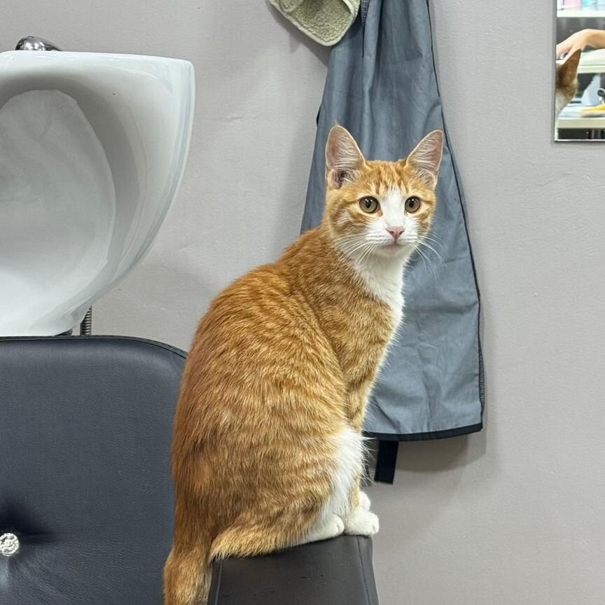 Рыжий котенок в добрые руки