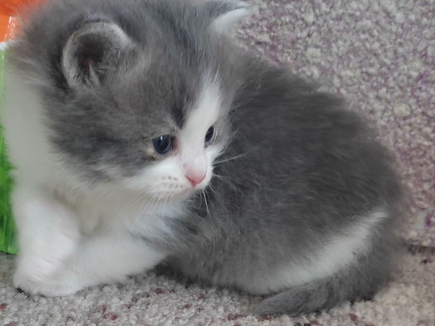 Котята пушистики