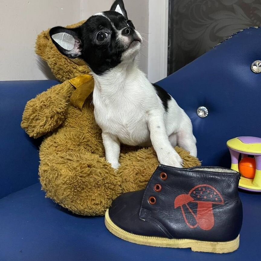 Чихуахуа, щенок