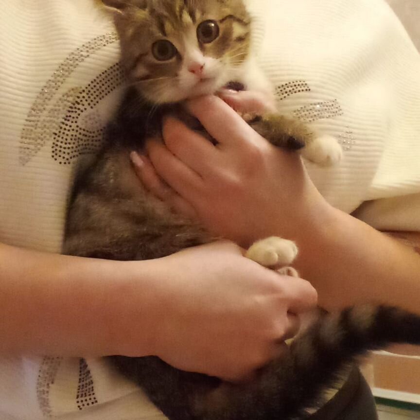 Котята