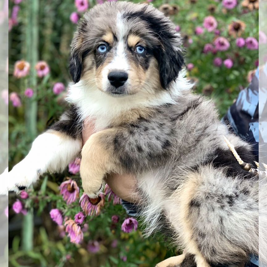 Миниатюрная американская овчарка, щенок