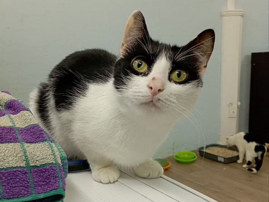 Ласковая бодайка из приюта