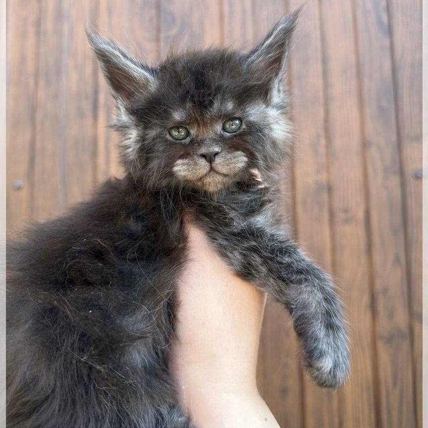 Мейн-кун котёнок