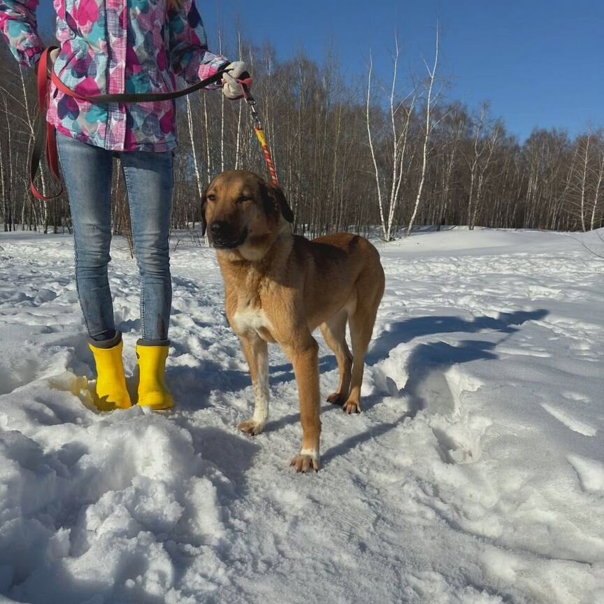 Собака стала не нужна