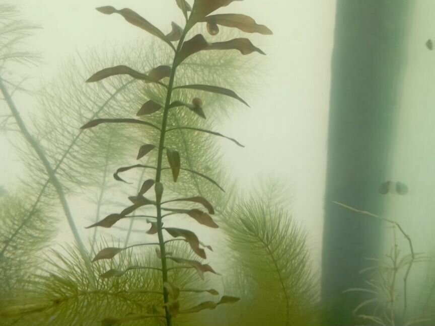 Растение для аквариума