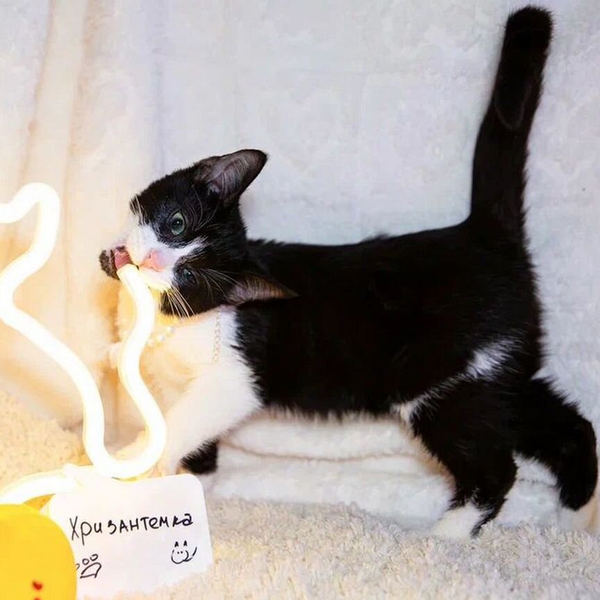 Котёнок в добрые руки