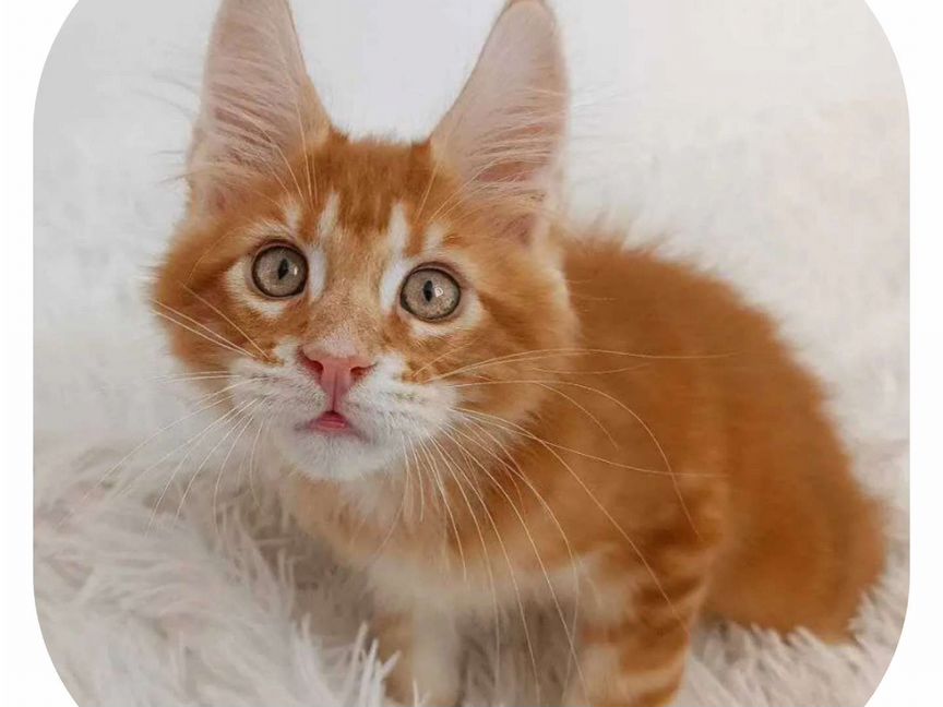 Большой парень котенок мейн кун