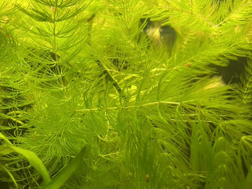 Аквариумное растение