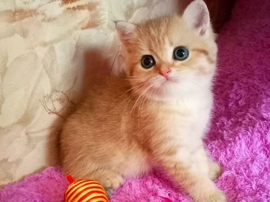 Котенок девочка Золотая шиншилла