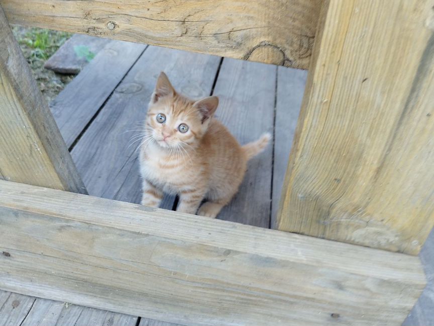 Рыжий котенок
