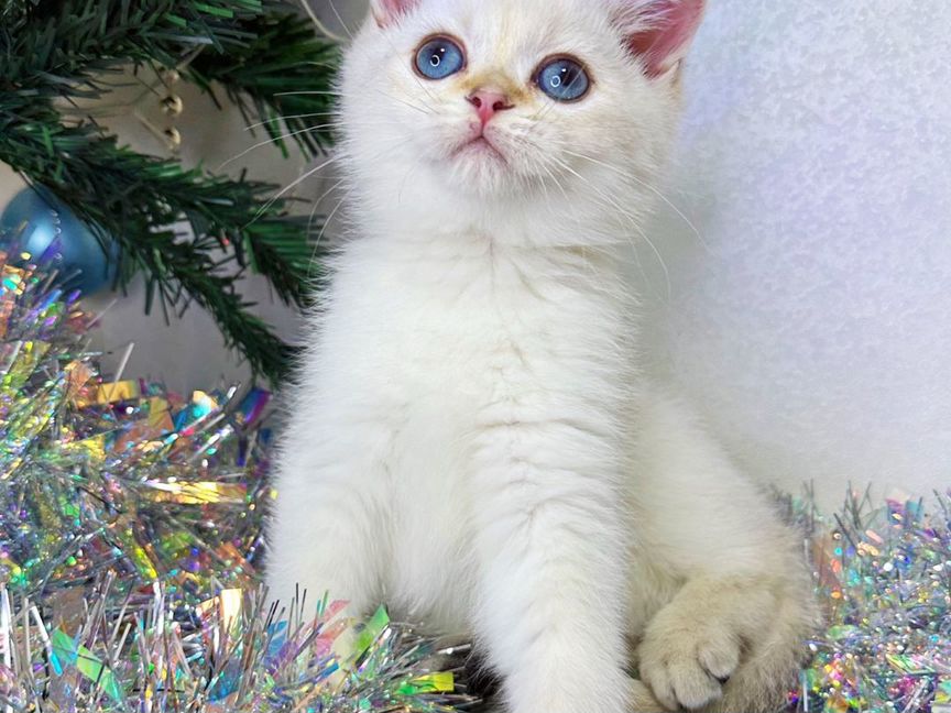 Шотландский котенок Колорная золотая шиншилла