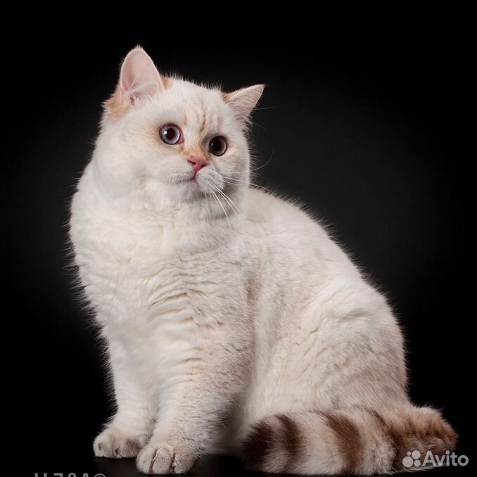 Британский котик с родословной Ny 11 33