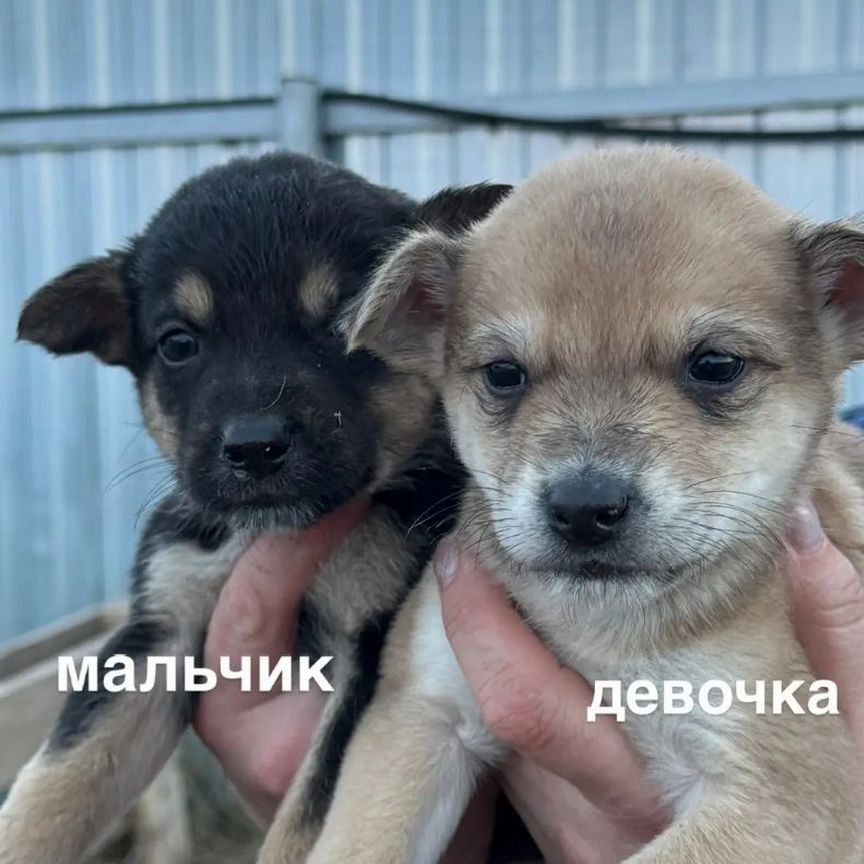 Щенок в добрые руки