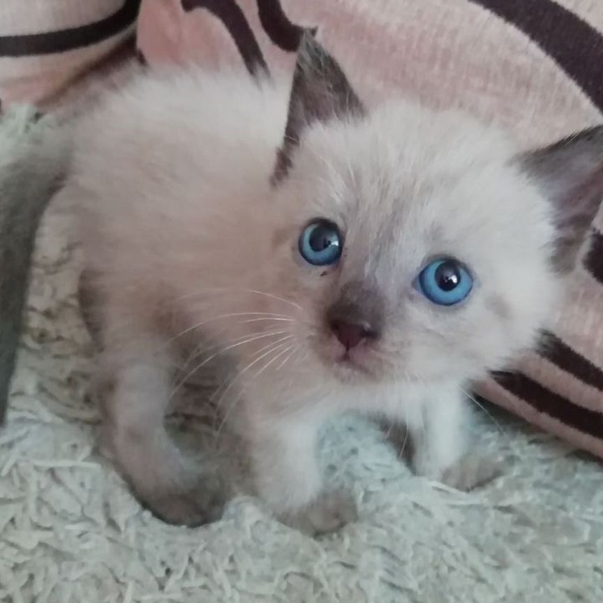 Котёнок