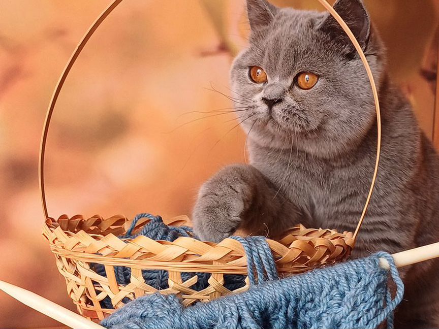 Самая ручная британка, просто обожающая детей