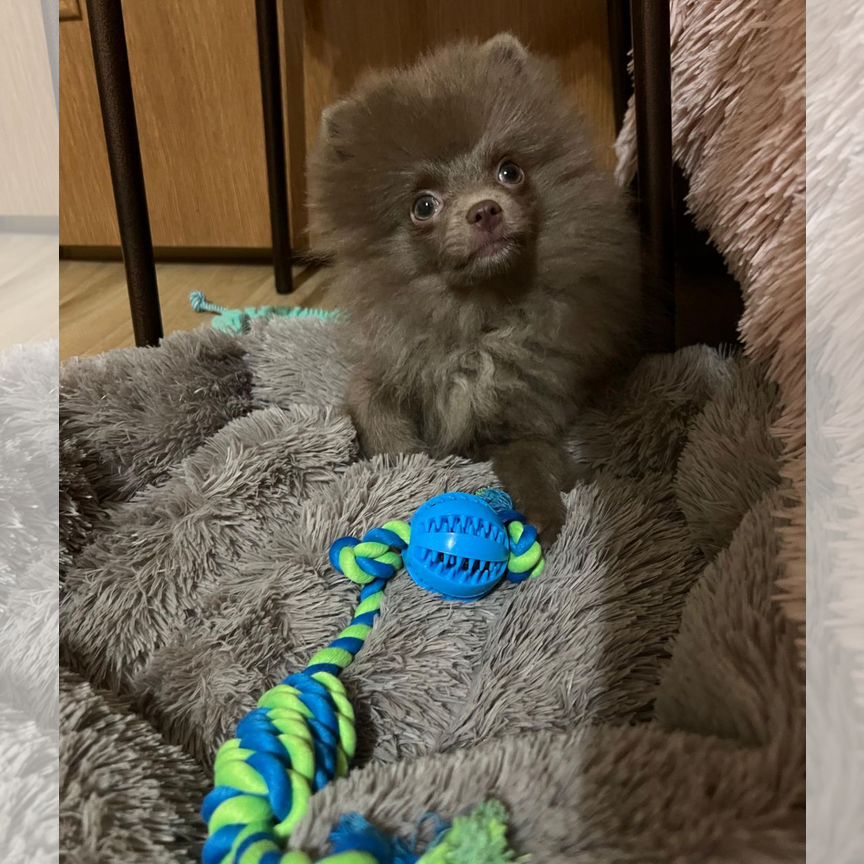 Померанский шпиц