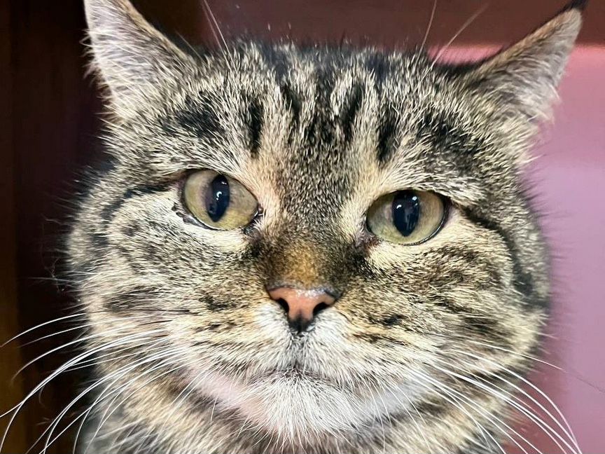 Добрая и ласковая Машенька ищет дом