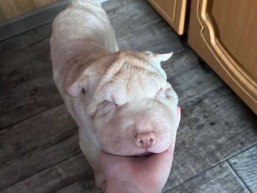 Шарпей, девочка 5 мес