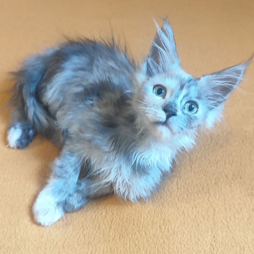 Мейн-кун котёнок