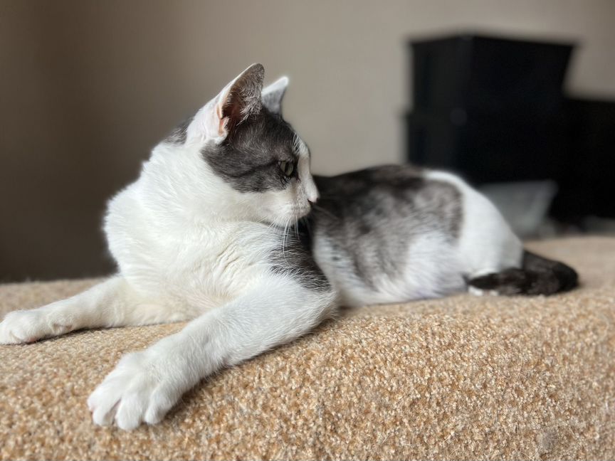 Кора обжоровна) издеватель над сородичами в дар