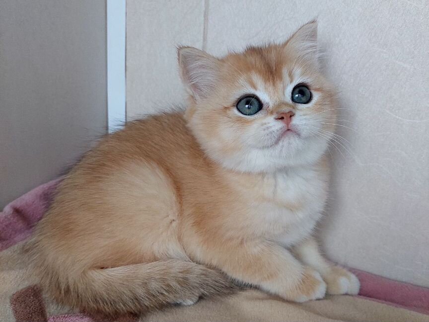 Золотая британочка