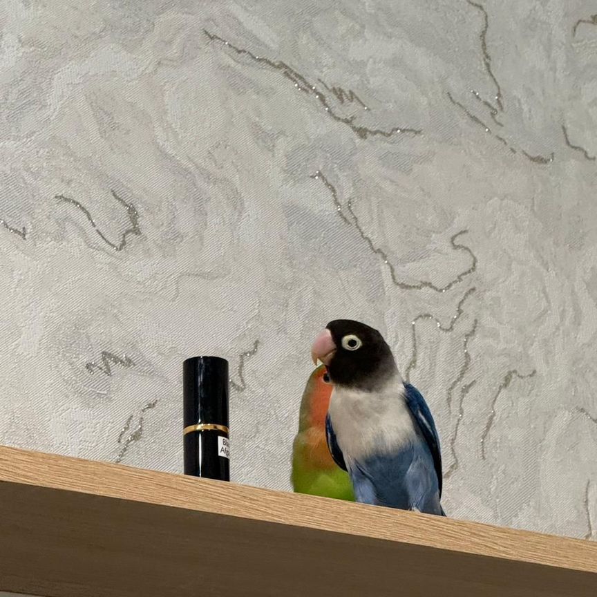 Попугай неразлучники