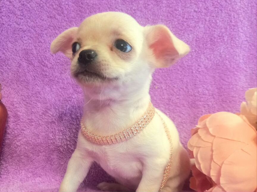 Щенки чихуахуа
