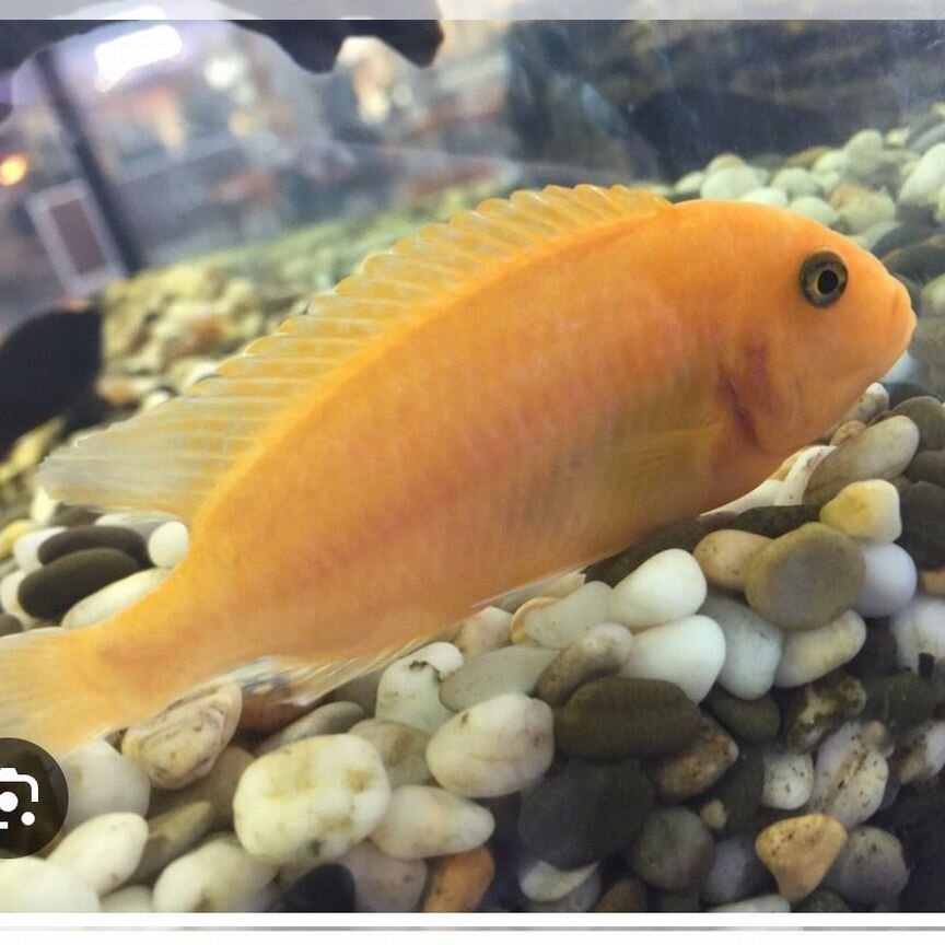 Цихлазома желтая