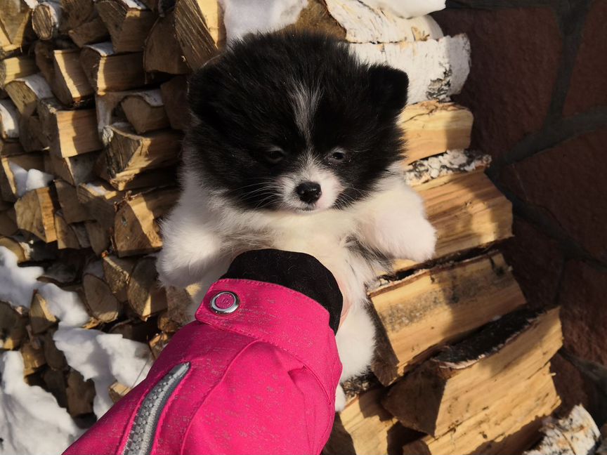 Щенки померанского шпица