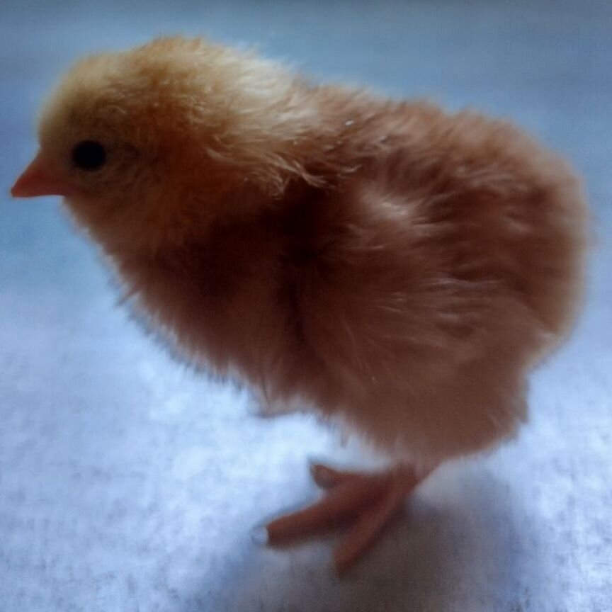 Цыплята бройлеры суточные Арбор айкрес