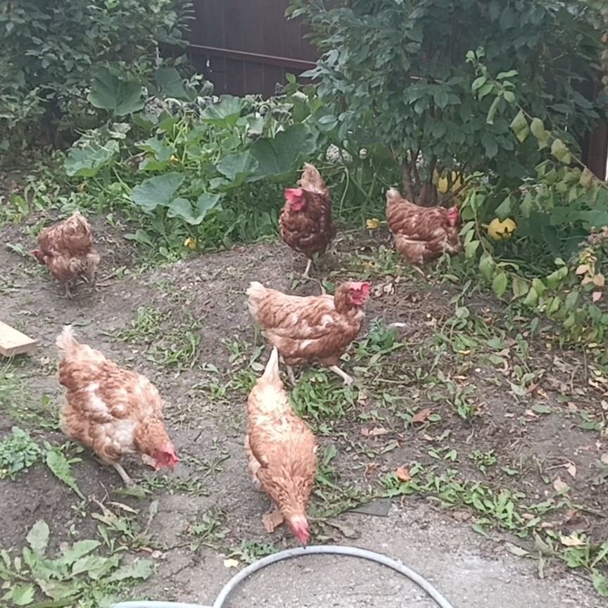 Куры несушки