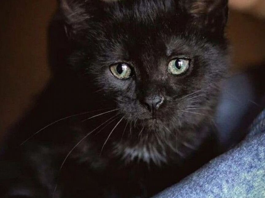 Чёрные котики и котята в добрые руки