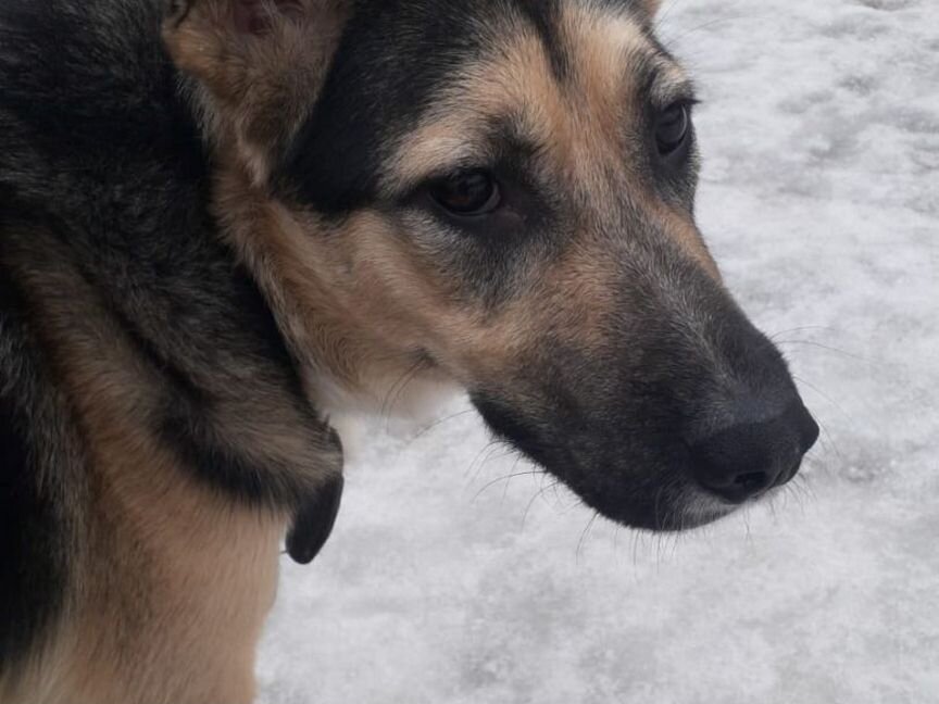 Никто не видит Барни