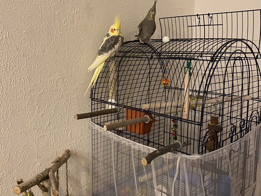 Клетка с попугаями
