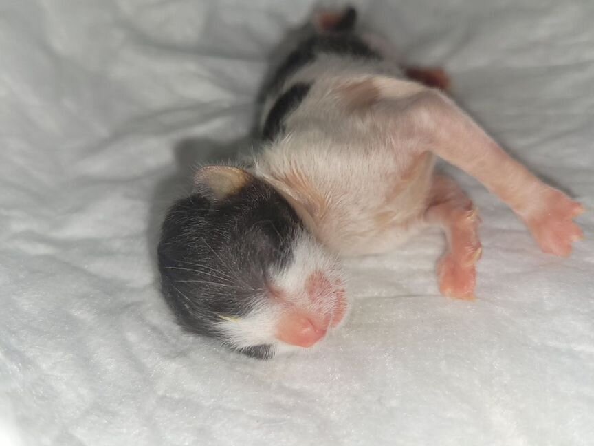 Ищем кормящую маму-кошку