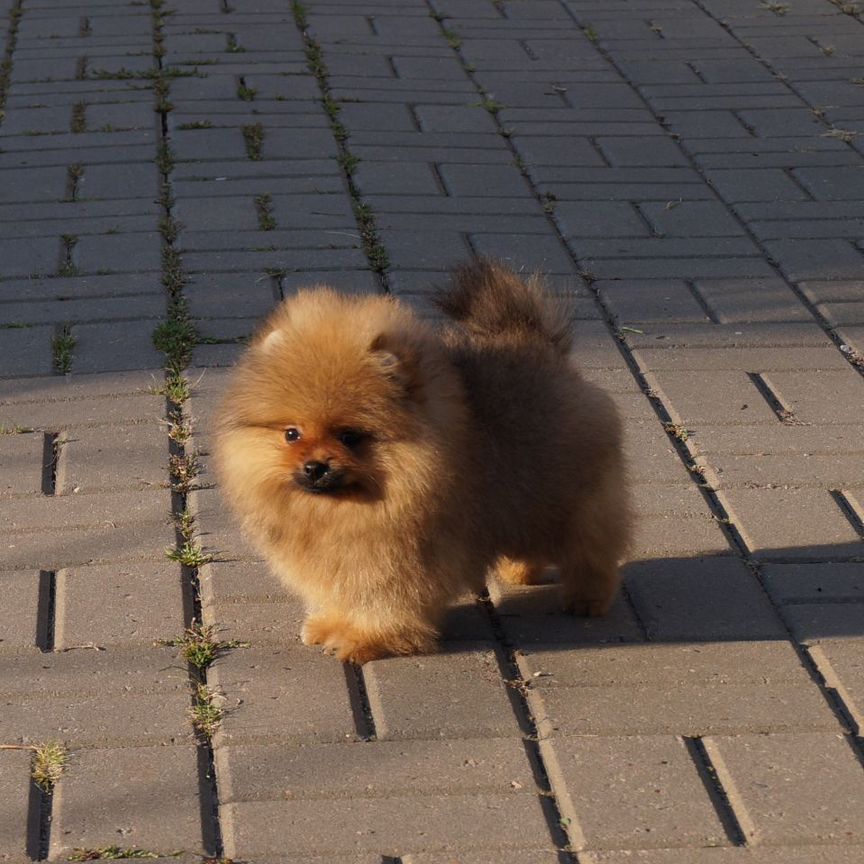 Померанский шпиц