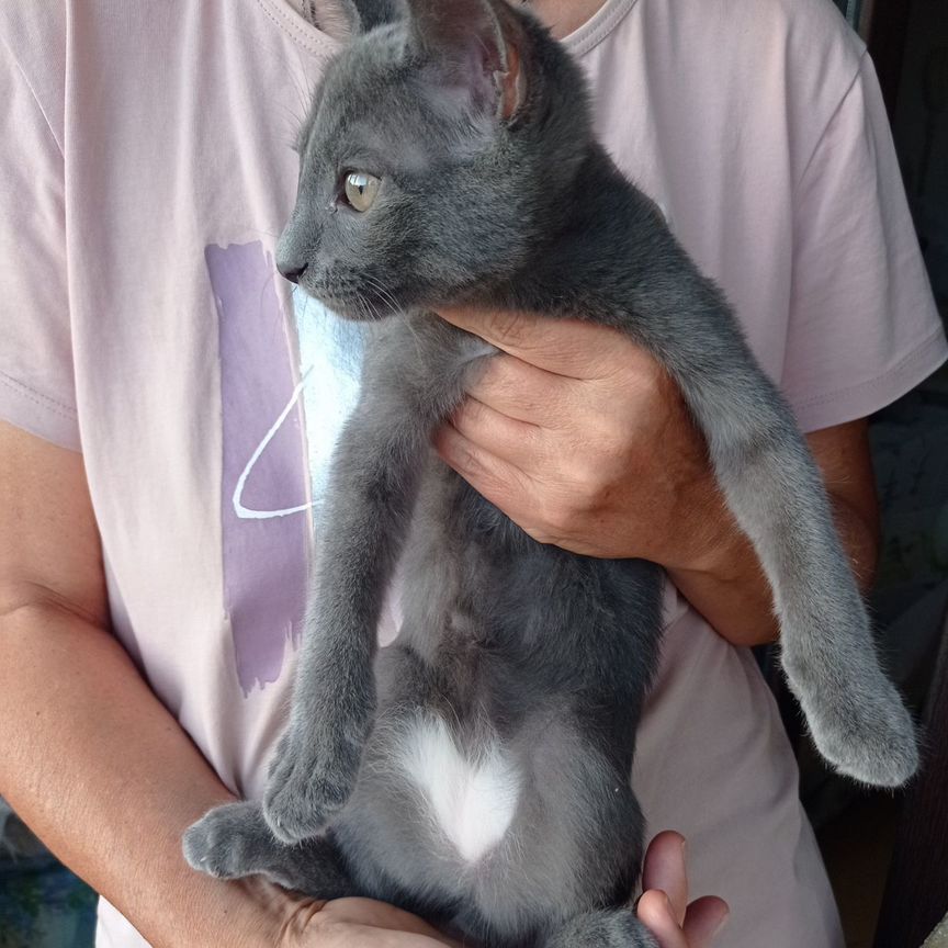 Котята в добрые руки мальчик даром 3 месяца